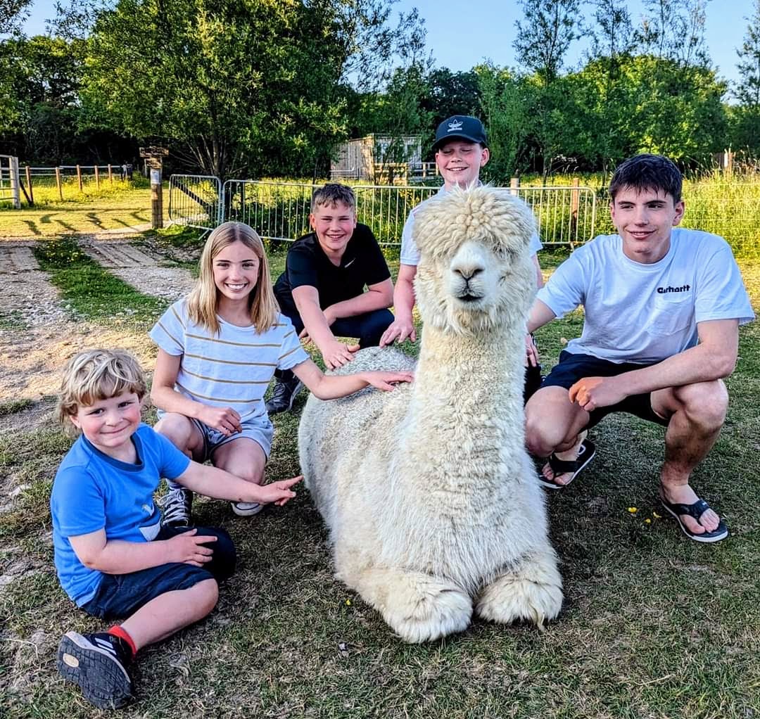Alpaca Experiences – Dartmoor Reach Alpaca & Glamping Farm